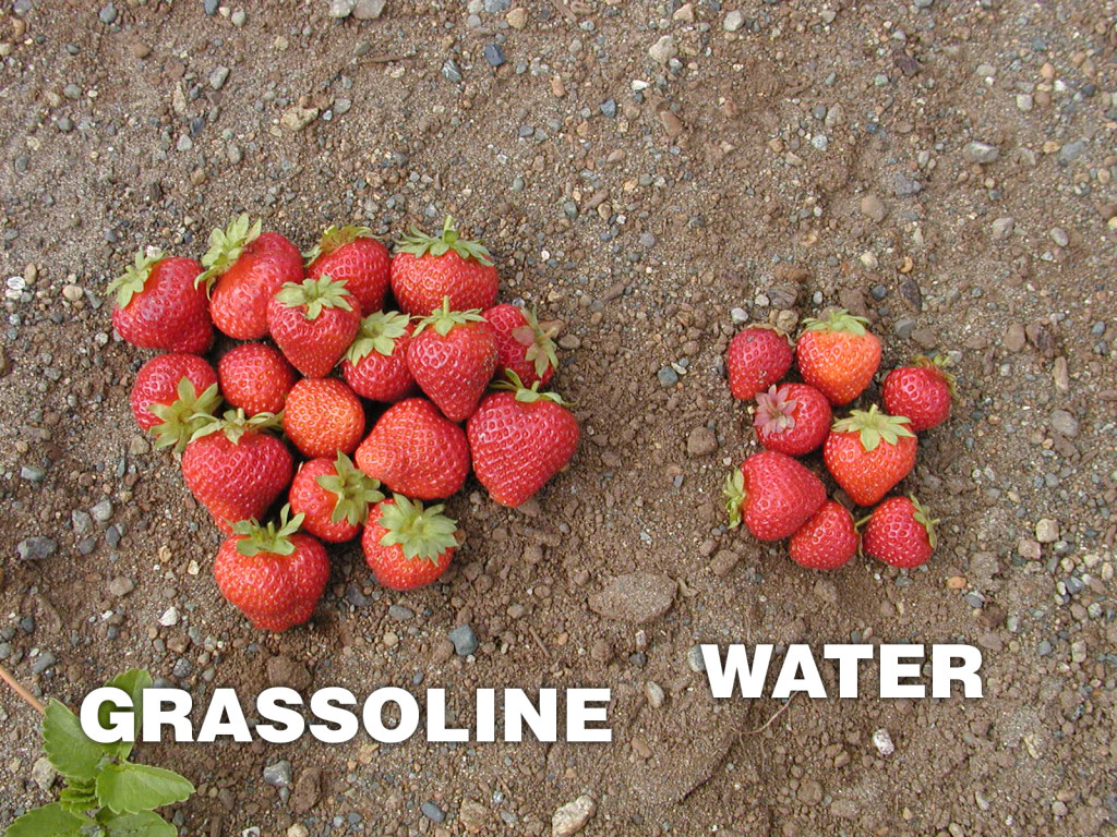 Gallery - Grassoline Brand Organic Fish Fertilizers